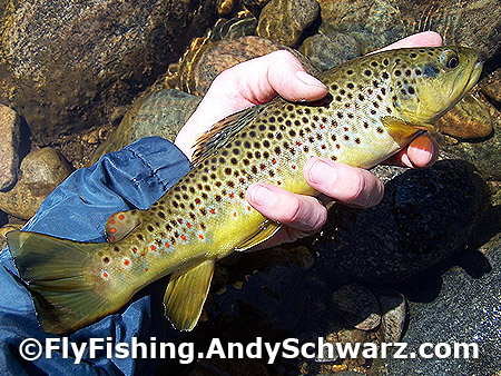 My Fly Fishing Blog | Just another day out casting in and around ...